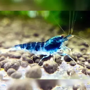 Buy Blue Dragon Blood Shrimps | ShrimpVillage India