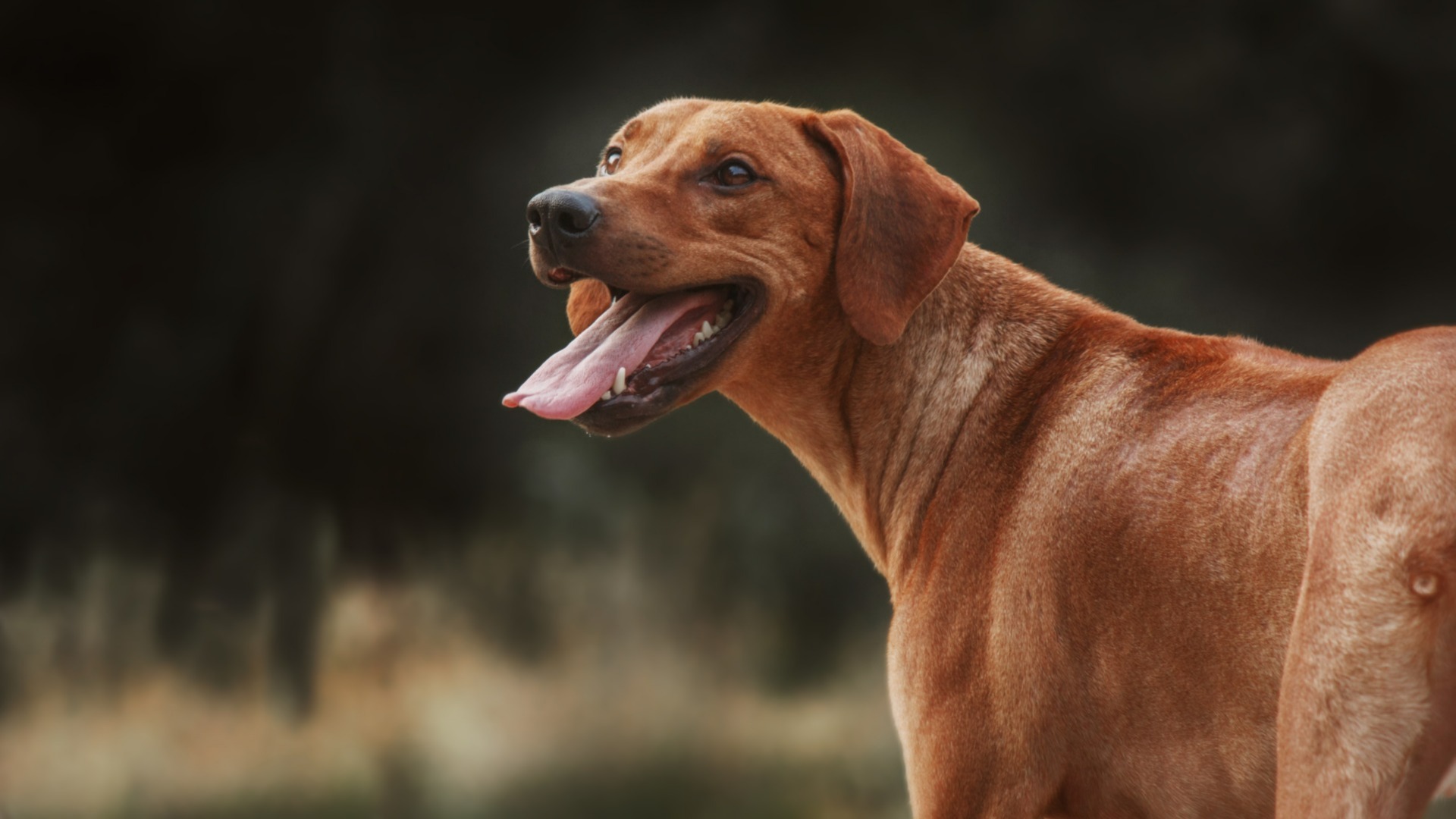 Bau Chow - Proper Dog Food® - Order Online