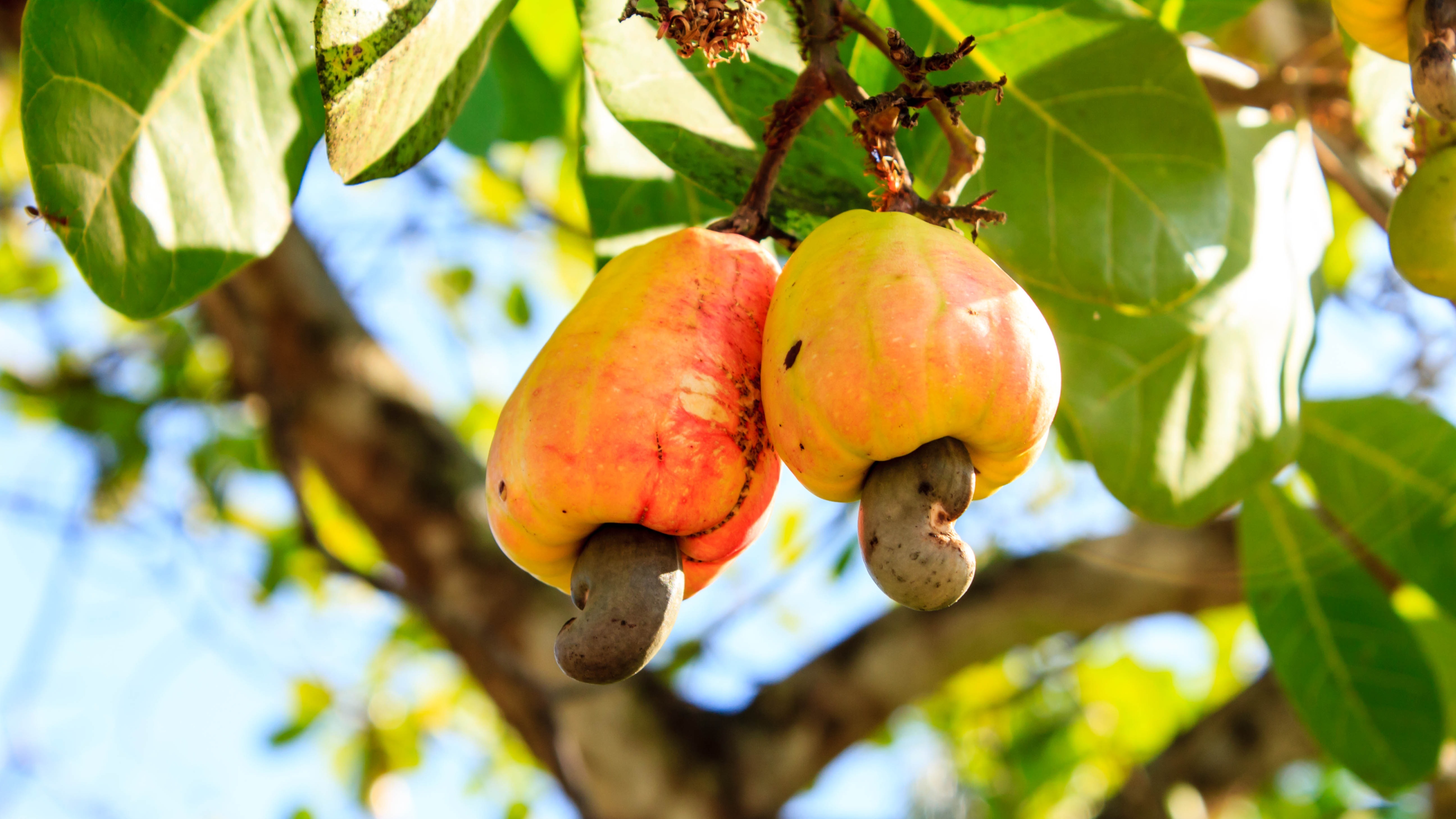 Golden Kaju - Order Online