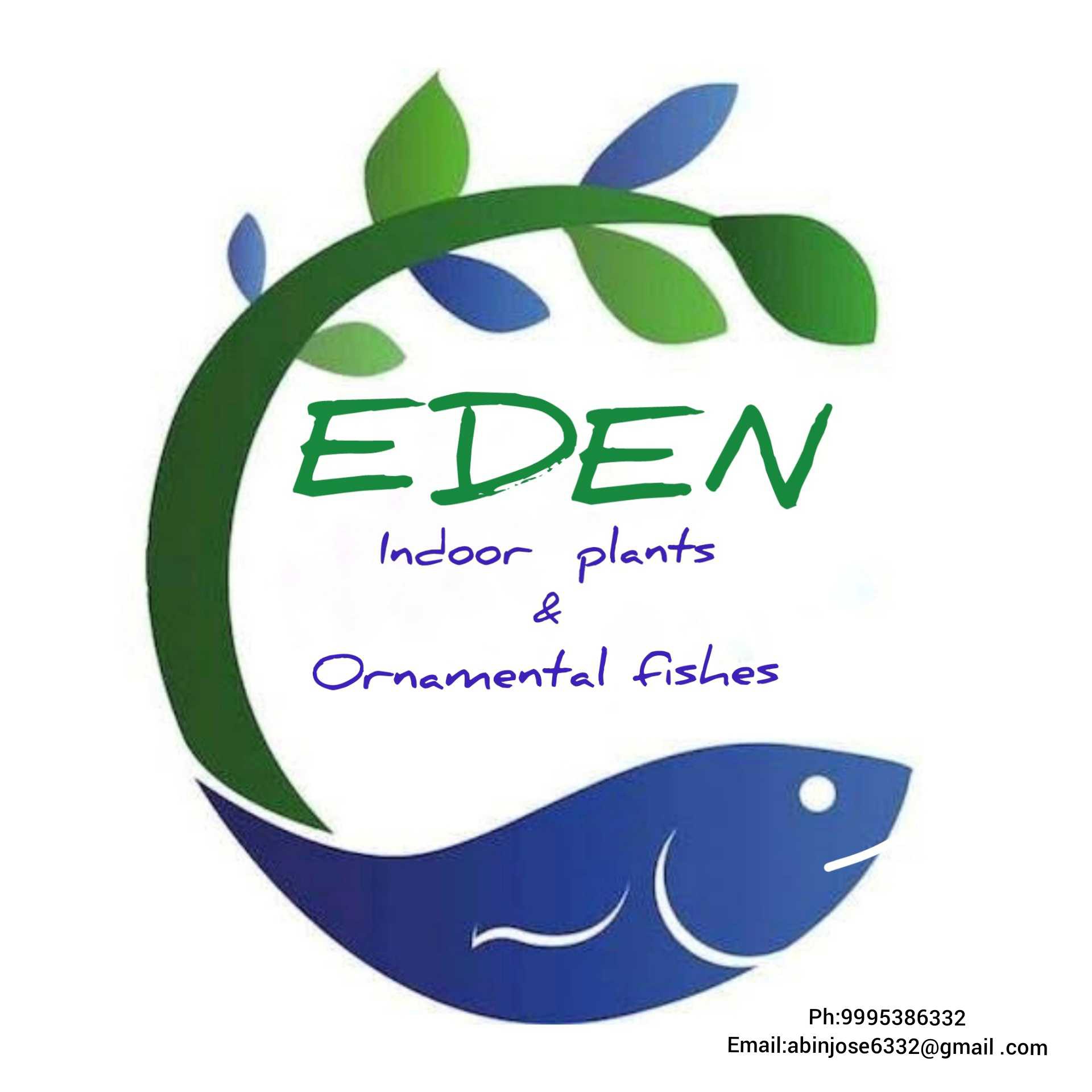 eden indoor plants wholesale and retail - Order Online