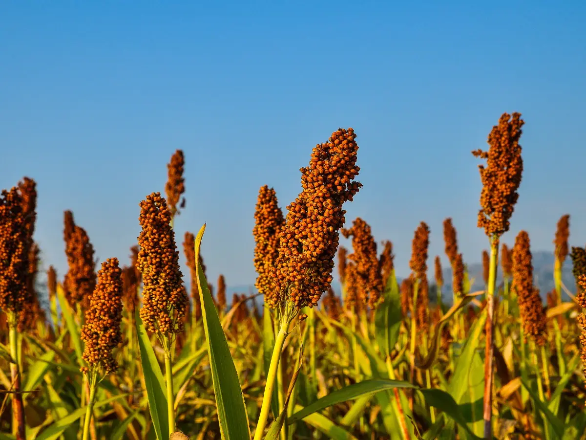 Millet Nashik Mumbai Pune | Kalsubai Millets | Nashik