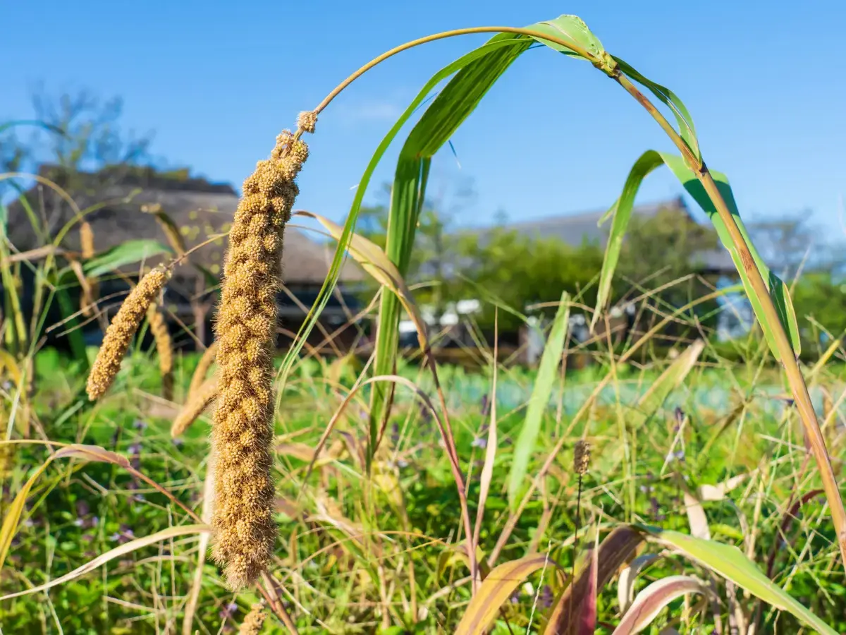 Millet Nashik Mumbai Pune | Kalsubai Millets | Nashik