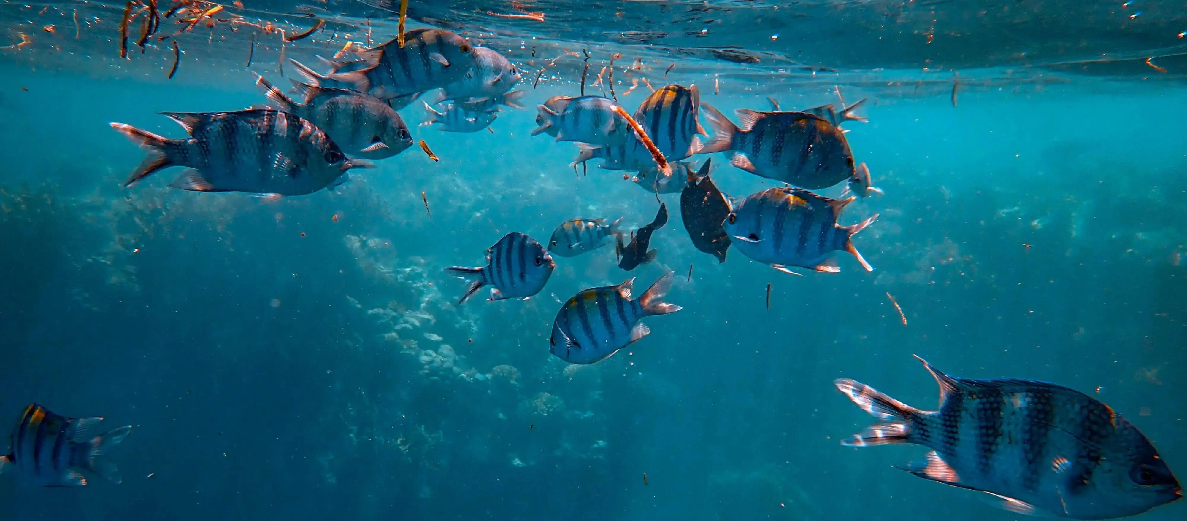 Neer Widgets - Betta fish farm Coimbatore, Order Online